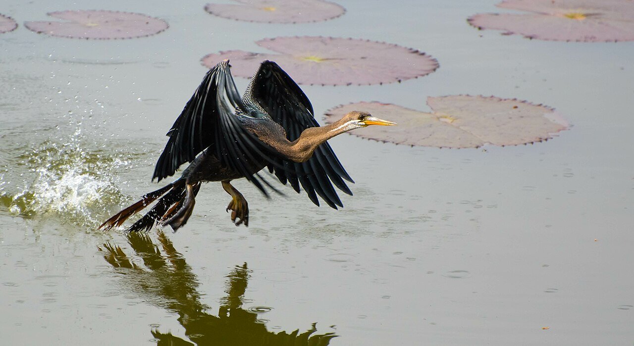 Discover the Enchanting World of Birds in Kumarakom: A Journey Through ...